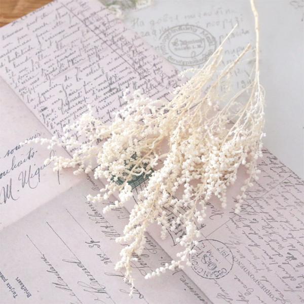 フラワーアレンジメントに人気の花材ソフトストーベに新色オフホワイトが入荷しました。作家さんがよく使用している定番花材の新色です。ハーバリウム、リース、キャンドル、スワッグ、各種フラワーアレンジメントなどの花材に人気です。少量ずつ花材が欲しい...