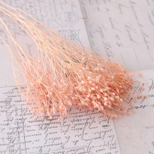 コーラルピンク色のナチュラルなモリソニア約4gです。ナチュラルな色合いです。スワッグ、ハーバリウム、フラワーアレンジメントなど様々なアレンジにお使いいただけます。大量に在庫を抱えず、小分けで少しずつ色々な花材が欲しい方、レッスンに使用したい...