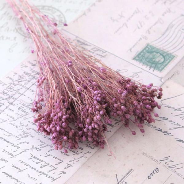 モダンでクラシックなライラックカラーのモリソニア約4gです。スワッグ、ハーバリウム、フラワーアレンジメントなど様々なアレンジにお使いいただけます。大量に在庫を抱えず、小分けで少しずつ色々な花材が欲しい方、レッスンに使用したい作家様、個人様に...