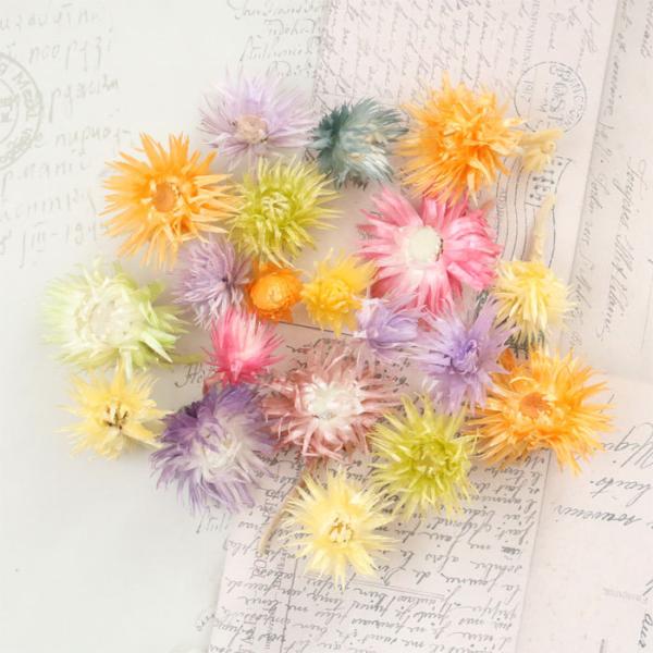 捨てるにはもったいないような、形のいびつなもの、つぼみ、小ぶりなサイズ感、平らに開花した状態、花びらにシワの入ったもの、などのシルバーデージーヘッドをB級品として、特価にて販売いたします。色は当店お任せで、ミックスした状態にてお届けいたしま...