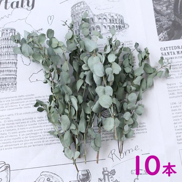 長さ20cm前後のユーカリグニー、10本セットです。ハーバリウム、リース、ラッピング用花材、ブーケ、スワッグなどに人気のドライフラワーです。1本のもの、複数枝分かれしているものなど、1本1本ボリューム、形状、サイズに個体差がございます。ご了...