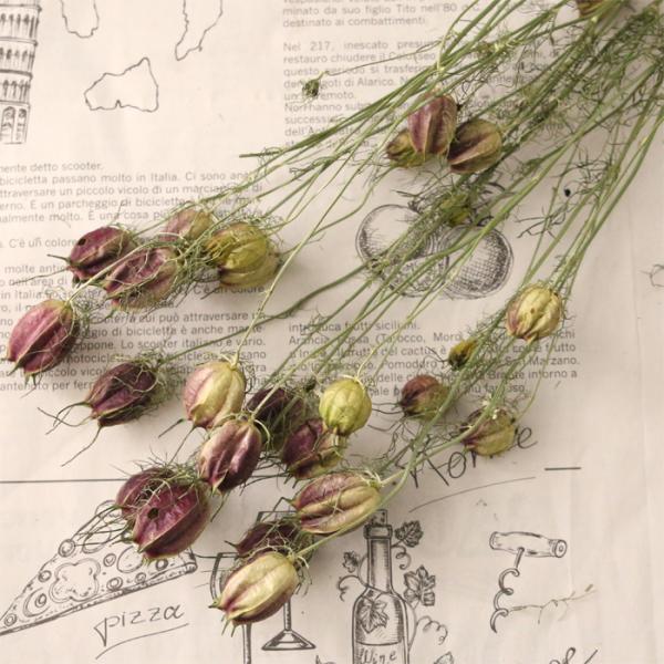 フラワーアレンジメントには欠かせない人気花材と言えば、ニゲラ。当店もハーバリウムや花材キットによく使用する素材です。本ページは、20本セットです。メール便でも発送可能です。北海道産、農家さんが丁寧に栽培、乾燥させたドライフラワーです。■サイ...