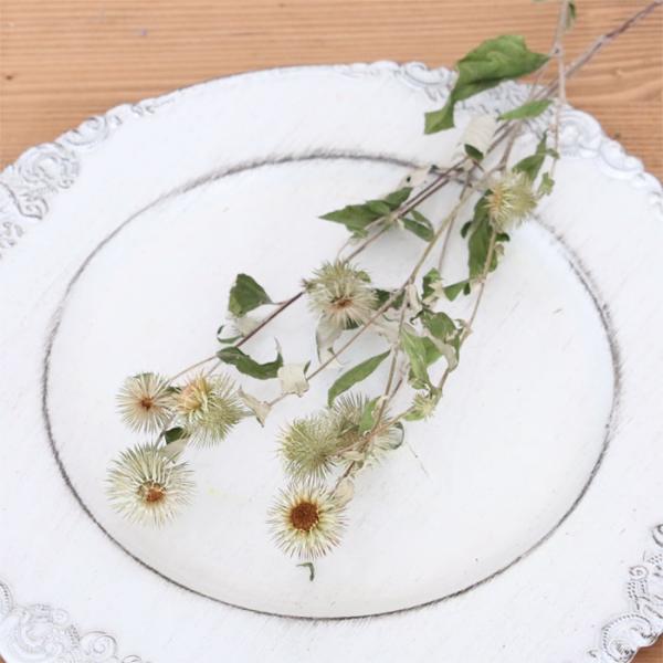 自然が育てたオヤマボクチです。トゲトゲとしたお花が特徴的です。茎付きですので、スワッグやブーケにもおすすめです。そのまま花瓶に挿したり、バスケットに無造作に入れてディスプレイするのもオシャレです。1〜2本でお届けいたします。サイズ：・全体長...