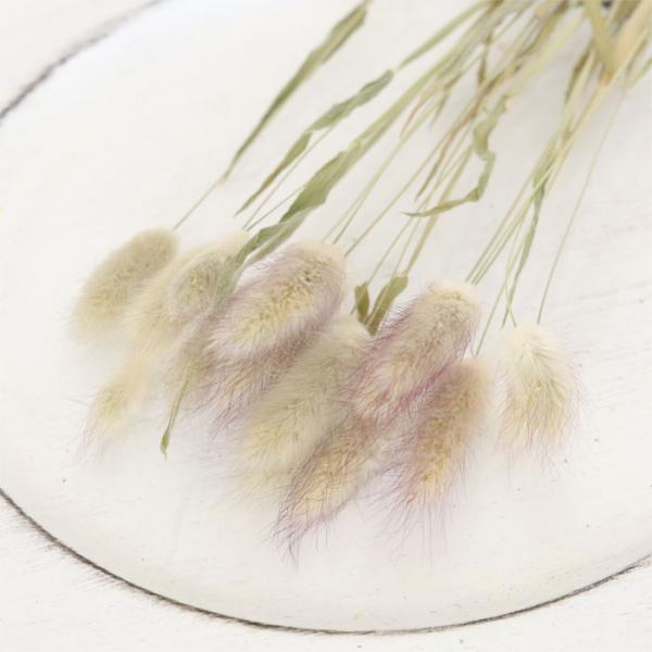 自然のままの色を楽しむことができる、ラグラス ドライフラワーです。国内の農家さんが育てたラグラスを仕入れています。ナチュラル色の部分と紫色の部分が入り混じったようなオシャレな色合いです。ですが、こちらは無着色で自然に出来た色合いです。そのま...