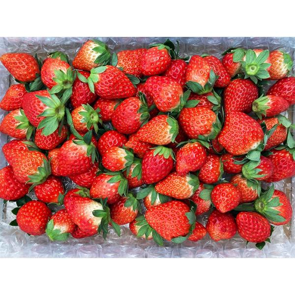 紅ほっぺ MIX 1kg 不揃いいちご、送料無料（離島配送不可）、直送品です。6月末頃までの期間限定商品です。真っ赤に実った紅ほっぺを、毎朝ひとつひとつ収穫し選別した「お得なMIX 1kg」です。形やサイズが不揃いのため特別価格でご用意しま...