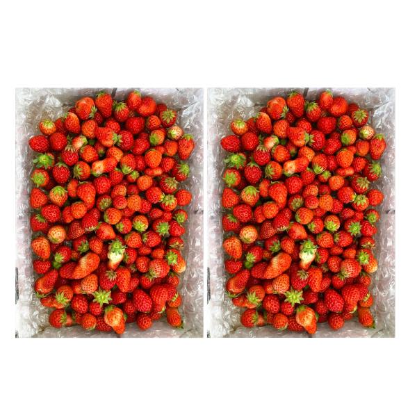 河南いちご 紅ほっぺ 小粒いちご 約1kg×2箱 計約2kg、送料無料（離島配送不可）、直送品です。発送は、2箱同時発送、2回に分けて発送からお選びいただけます。※本商品は大変ご好評をいただいており、一時的に在庫切れとなる場合がございます。...