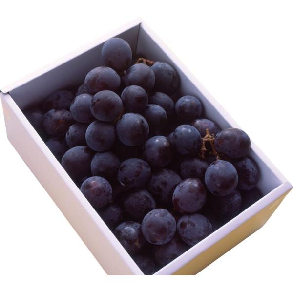 【商品名】 長野県産種無し巨峰 【内容】長野県産種無し巨峰 約400g ×2 【賞味期限】約5日（目安） (表示期限の半分以上) 【商品について】味わい深く濃厚なぶどうの王様である巨峰。 【お届け期間】7/25 【締切】7月末頃?8月上旬頃