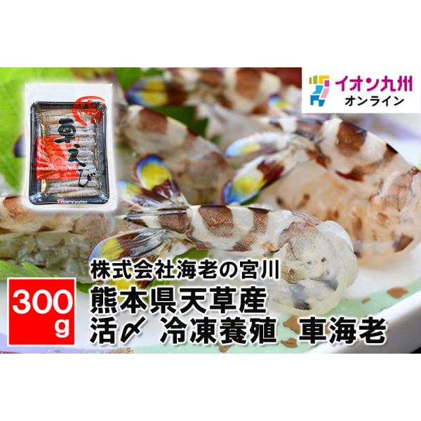 メーカー名 株式会社海老の宮川内容量 300ｇ（15尾前後）原産国・原産地 熊本賞味期限 冷凍にて30日保存方法 冷凍原材料 養殖車海老アレルゲン えび