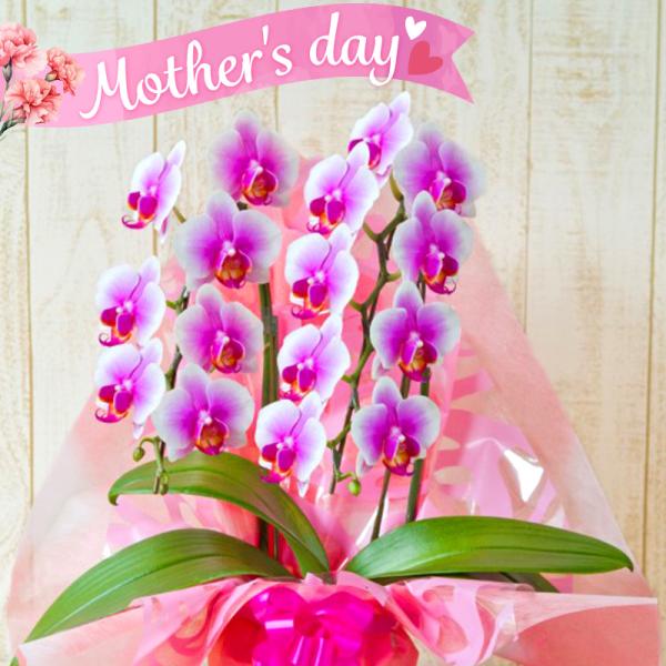 メーカー名 (株)三和グリーン内容量 1鉢原産国・製造国 鹿児島県ご注文承り期間 〜2026年4月30日迄その他 発送は5月7日以降となります。配送日時のご指定は承れません。