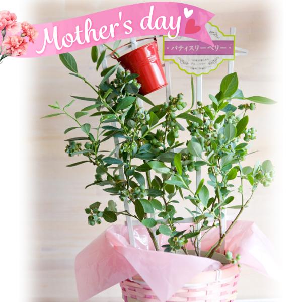 メーカー名 (株)三和グリーン内容量 1鉢原産国・製造国 鹿児島県ご注文承り期間 〜2026年4月30日迄その他 発送は5月7日以降となります。配送日時のご指定は承れません。