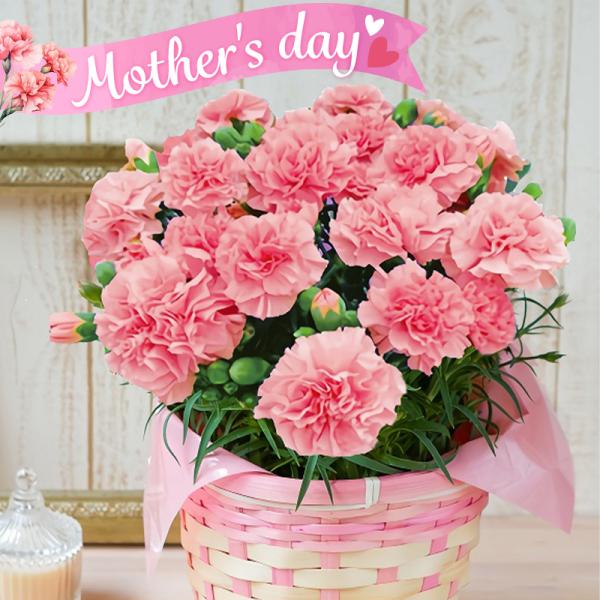 メーカー名 (株)三和グリーン内容量 1鉢原産国・製造国 鹿児島県ご注文承り期間 〜2026年4月30日迄その他 発送は5月7日以降となります。配送日時のご指定は承れません。