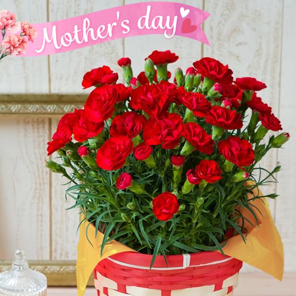 メーカー名 (株)三和グリーン内容量 1鉢原産国・製造国 鹿児島県ご注文承り期間 〜2026年4月30日迄その他 発送は5月7日以降となります。配送日時のご指定は承れません。