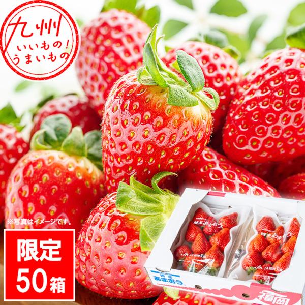 メーカー名 JA大城他内容量 250g×2パック原産国・製造国 福岡県ご注文承り期間 2026年1月20日〜2月10日お届け時期  ご注文受け付け後、順次発送しております。その他  ※日付指定は承れませんのでご注意ください。※青果物となって...