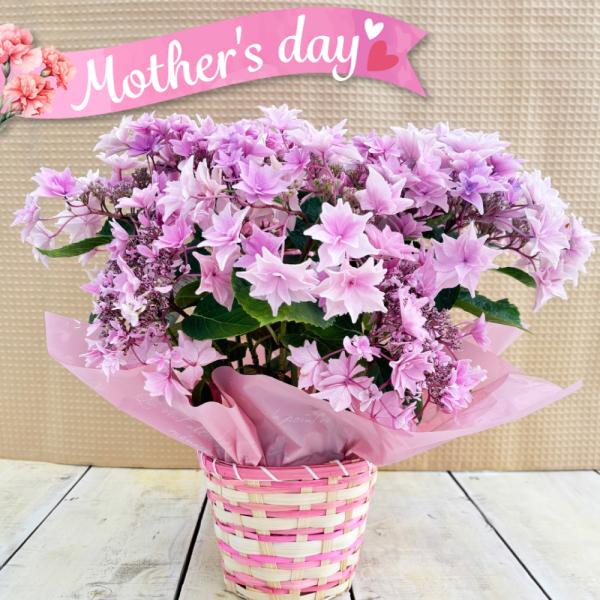 メーカー名 (株)三和グリーン内容量 1鉢原産国・製造国 鹿児島県ご注文承り期間 〜2026年4月30日迄その他 発送は5月7日以降となります。配送日時のご指定は承れません。