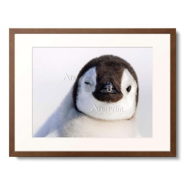 Emperor Penguin Chick Winking