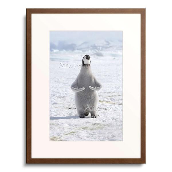 EMPEROR PENGUIN Aptenodytes forsteri young exercising wings Snow Hill Island, Antarctica