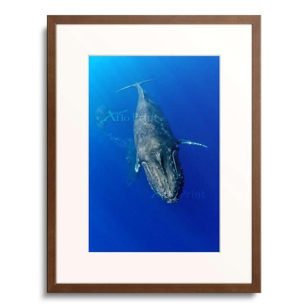 humpback whales, Megaptera novaeangliae, courtship behavior, heat run or mating contest - competing male whales battle e...