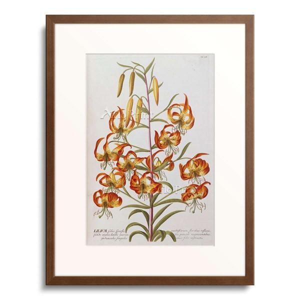 Artist:Trew, Christoph Jakob,1695-1770,and George Dionysius Ehret (1708-1770) Imagetitle:Lilium. From 'Plantae Selectae'...