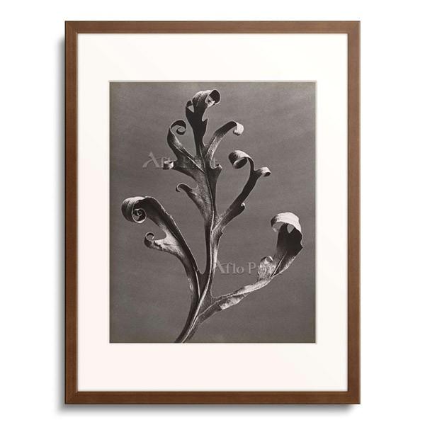 Artist:Blossfeldt, Karl,1865-1932 Imagetitle:Silphium laciniatum, compass flower. 1900-28 Medium:Gelatin silver print Lo...
