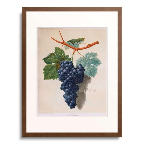 Artist:Brookshaw, George,1751-1823 Imagetitle:Black Muscadine Grapes. From 'Pomona Britannica'. 1812 Medium:Aquatint, co...
