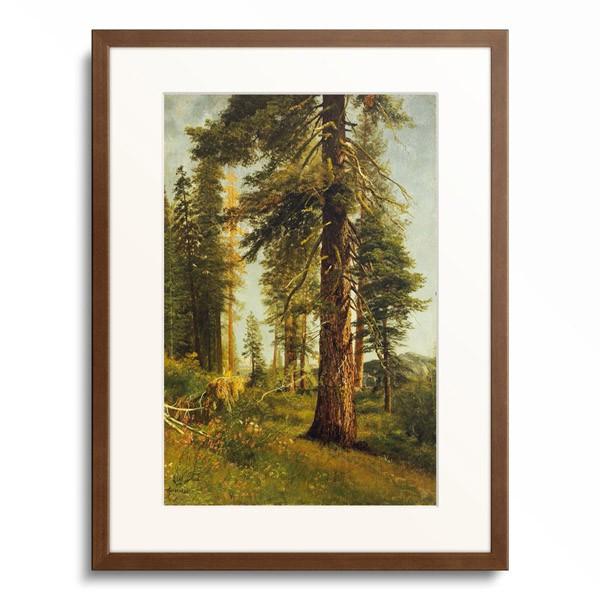 Artist: Bierstadt, Albert,1830-1902 Imagetitle: California Redwoods. Dimensions: 76.5 x 51 cm Medium: Oil/Paper Location...
