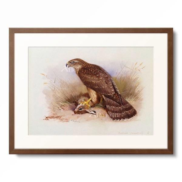 Artist: Thorburn, Archibald,1860-1935 Imagetitle: Goshawk (Illustration from: Lord Lilford's Coloured Figures of the Bir...
