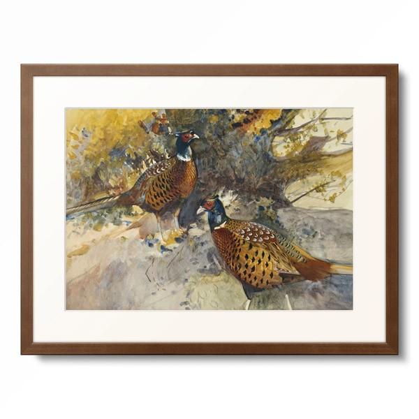 Artist: Southgate, Frank,1872-1916 Imagetitle: Cock Pheasants under a Beech Tree. Dimensions: 39.4 x 57.2 cm Medium: wat...