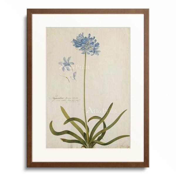 Artist: Ehret, Georg Dionysius,1708-1770 Imagetitle: Agapanthus. Inscribed Hyacinthus Africanus, tuberosus. Dimensions: ...