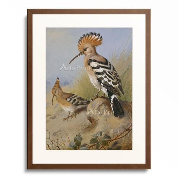 Artist: Thorburn, Archibald,1860-1935 Imagetitle: Hoopoes. 1924 Dimensions: 26.2 x 18.4 cm Medium: Aquarell uber Bleisti...