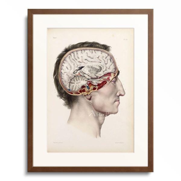 Artist: Jacob, Nicolas Henri,1782-1871 Imagetitle: A hand coloured lithograph of a dissected head in profile showing the...