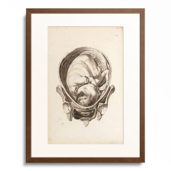 Artist: Smellie, William,1697-1763 Imagetitle: A child in the womb from 'A Set of Anatomical Tables, with Explanations, ...