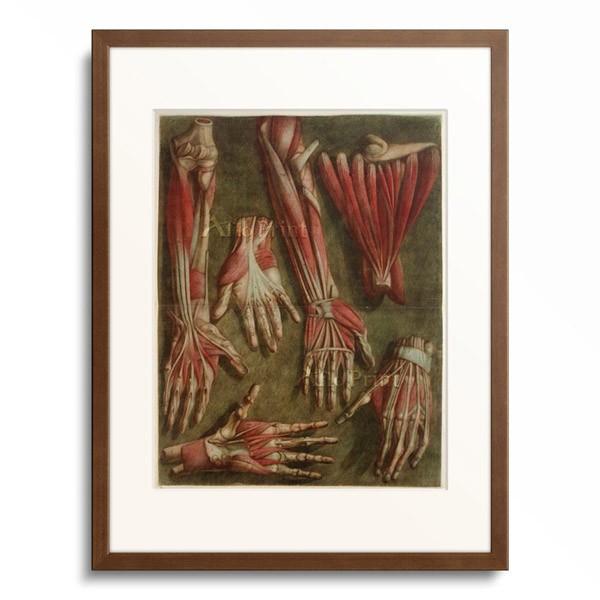 Artist: D'Agoty, Jacques Gautier,1716-1785 Imagetitle: A group of dissected hands from 'Essai d'Anatomie' by Jacques Gau...
