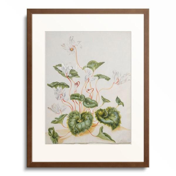 Artist: Merian, Anna Maria Sibylla,1647-1717 Imagetitle: White Cyclamen. (undated) Dimensions: 36,5 x 14,8 cm Medium: Aq...