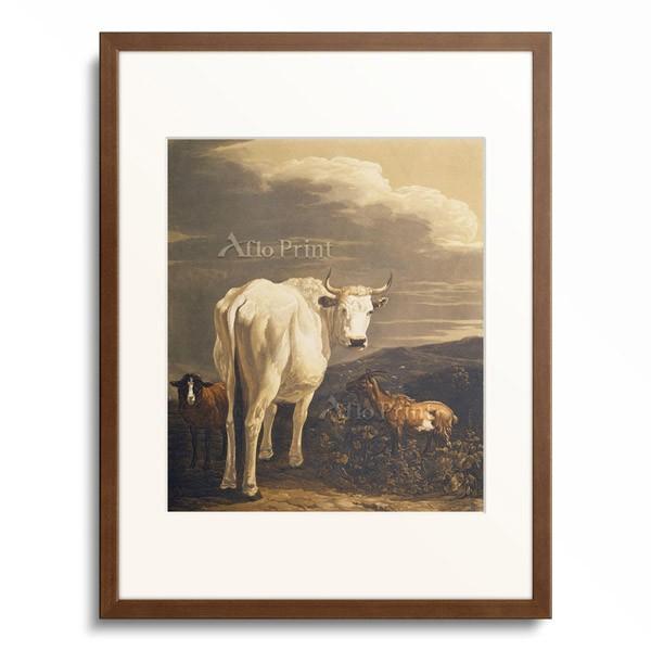 Artist: Radl, Anton,1774-1852 Imagetitle: A white ox (after Paulus Potter). Dimensions: 70 x 60 cm Medium: Aquatint in c...