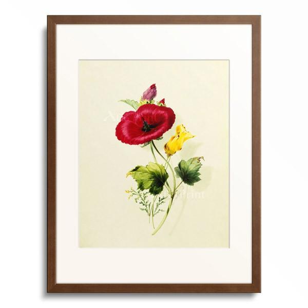 Artist: Holland, James,1799-1870 Imagetitle: A Malope and Another. Dimensions: 27,9 x 21,9 cm Medium: Bleistift/Wasserfa...