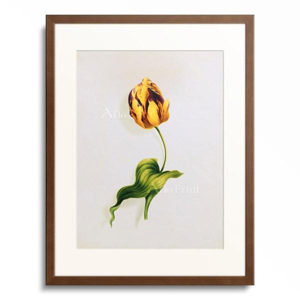 Artist: Holland, James,1799-1870 Imagetitle: A Parrot Tulip. 1826. Dimensions: 26,7 x 20 cm Medium: Bleistift/Wasserfarb...