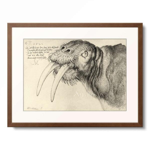 Zoology:Walrus."Head of a walrus".Pen-and-ink drawing, with watercolour,1521, by Albrecht Duerer (1471-1528).20.9 × 30.9...