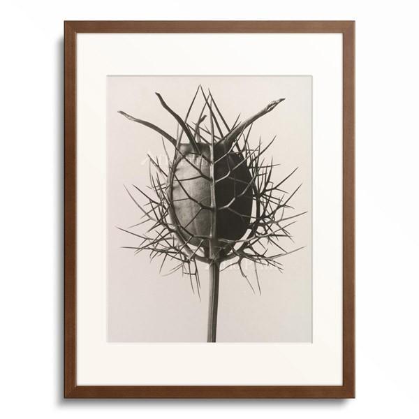 Blossfeldt, Karl 1865-1932.Nigella Damascena Spinnenkopf, Photograph, ca. 1930-1934.Gelatin silver print.Inv. Nr. 1978.6...
