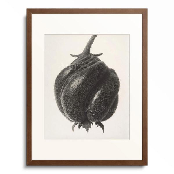 Blossfeldt, Karl 1865-1932.Blumenbachia hieronymi, Photograph, ca. 1915-1925.Gelatin silver print.Inv. Nr. 2005.100.299N...