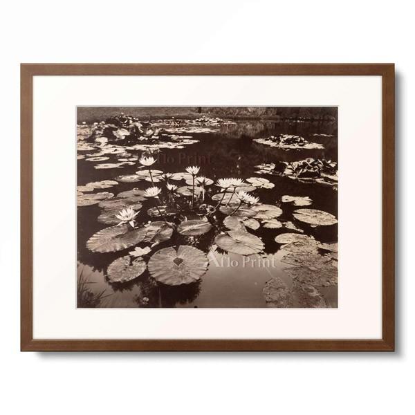Atget, Eugene 1857-02-02-1927-08-04.Water Lilies, Photograph, 1910.Gelatin silver print from glass negative.Inv. Nr. 200...