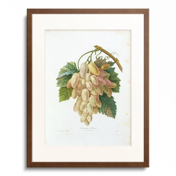 Botany / Grape, vine (Vitis vinifera)."Cornichons blancs. Var. des raisins".Colour copper engraving, retouched, by Victo...
