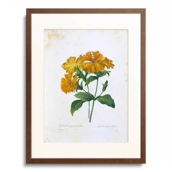Botany / Lychnis."Lychnide a grandes fleurs / Lychnis grandiflora".Colour copper engraving, retouched, by Victor after P...