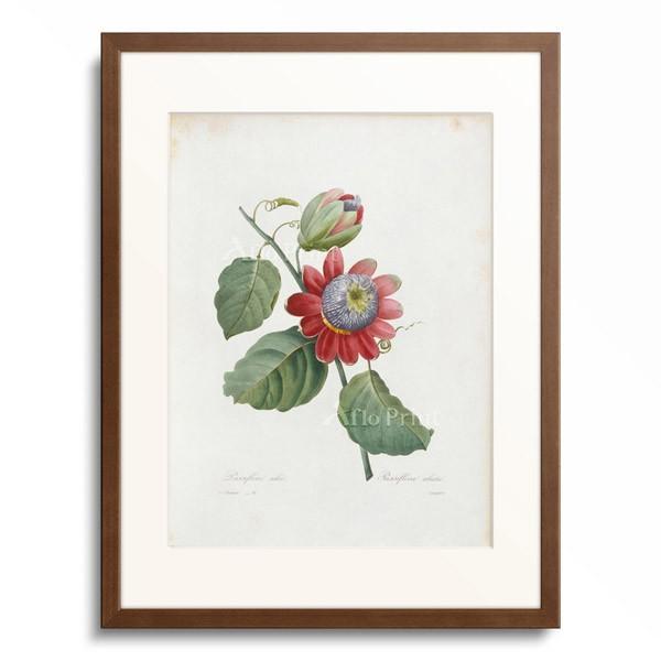 Botany / Passion flower (Passiflora)."Passiflore ailee / Passiflora alata".Colour copper engraving, retouched, by Langlo...