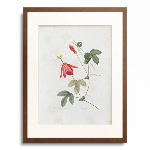 Botany / Red passion flower (Passiflora racemosa)."Grenadille a grappes / Passiflora racemosa".Colour copper engraving, ...