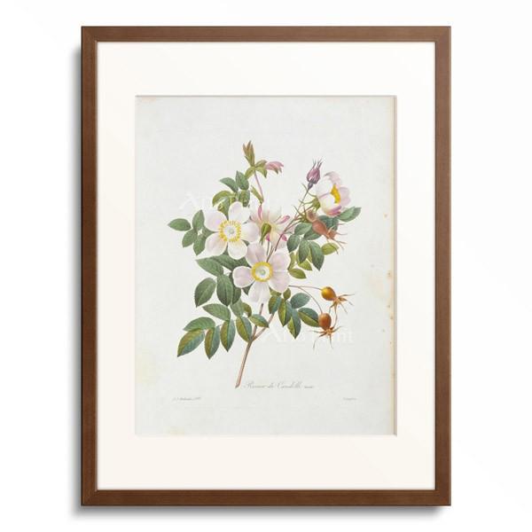 Botany / Rose (Rosa)."Rosier de Candolle variete".Colour copper engraving, retouched, by Langlois after Pierre Joseph Re...