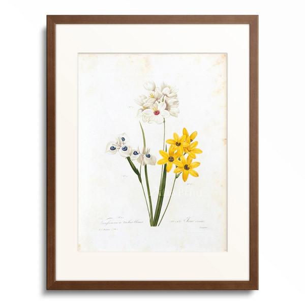 Botany / Flowers."Vieusseuxie a taches bleues / Ixia (Variete) ".Colour copper engraving, retouched, by Langlois after P...