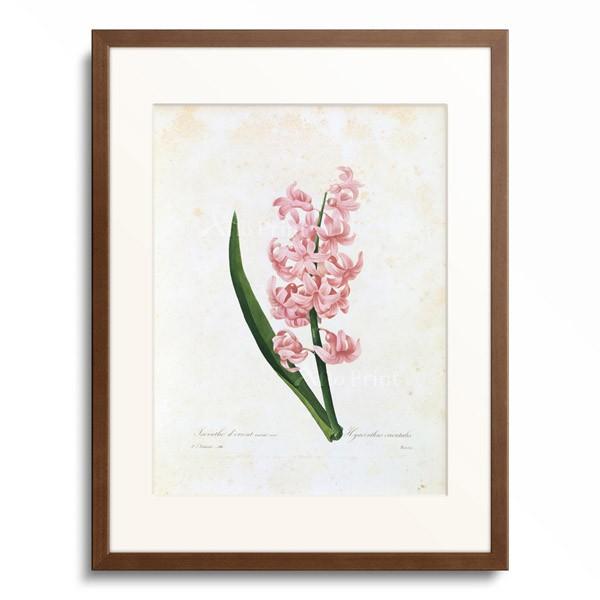 Botany / Hyacinth (Hyacinthus)."Jacinthe d’orient (variete rose) / Hyacinthus orientalis".Colour copper engraving, retou...