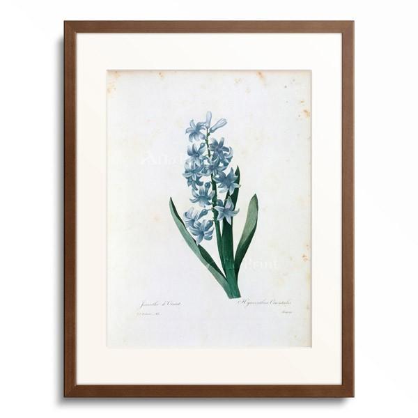 Botany / Hyacinth (Hyacinthus)."Jacinthe d’Orient / Hyacinthus orientalis".Colour copper engraving, retouched, by Chapuy...