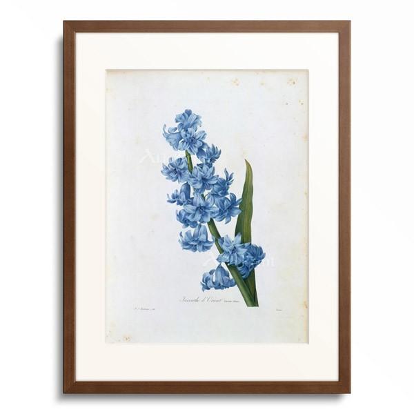 Botany / Hyacinth (Hyacinthus)."Jacinthe d’Orient, Variete bleue".Colour copper engraving, retouched, by Chapuy after Pi...