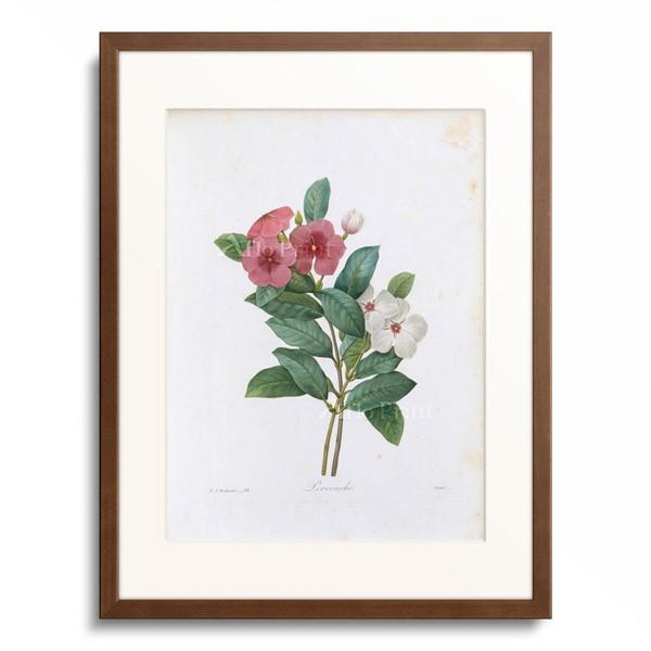 Botany / Periwinkle (Vinca)."Pervenche".Colour copper engraving, retouched, by Victor after Pierre Joseph Redoute(1759-1...